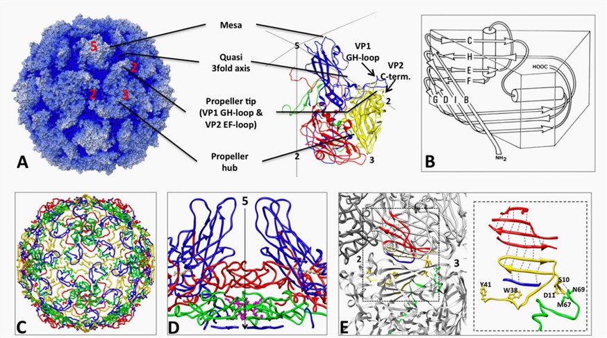 Poliovirus Structure