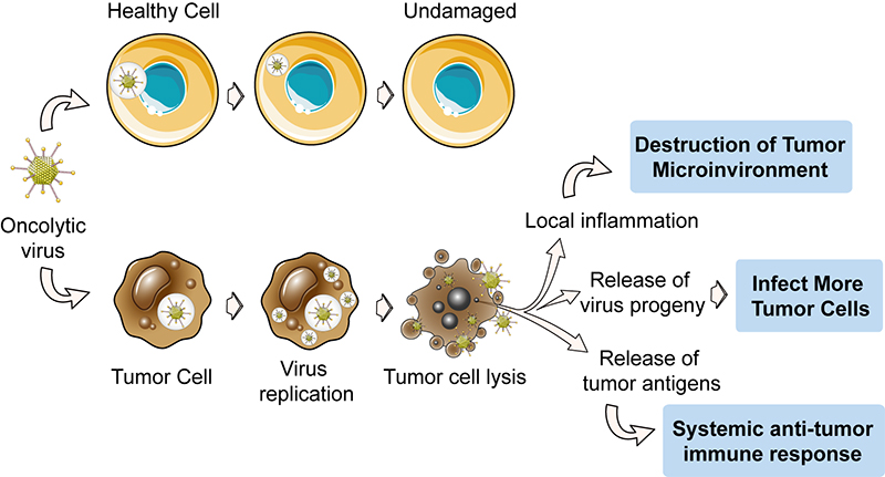 Oncolytic virus therapy