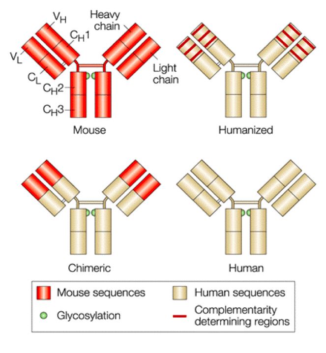 Humanized Monoclonal Antibodies