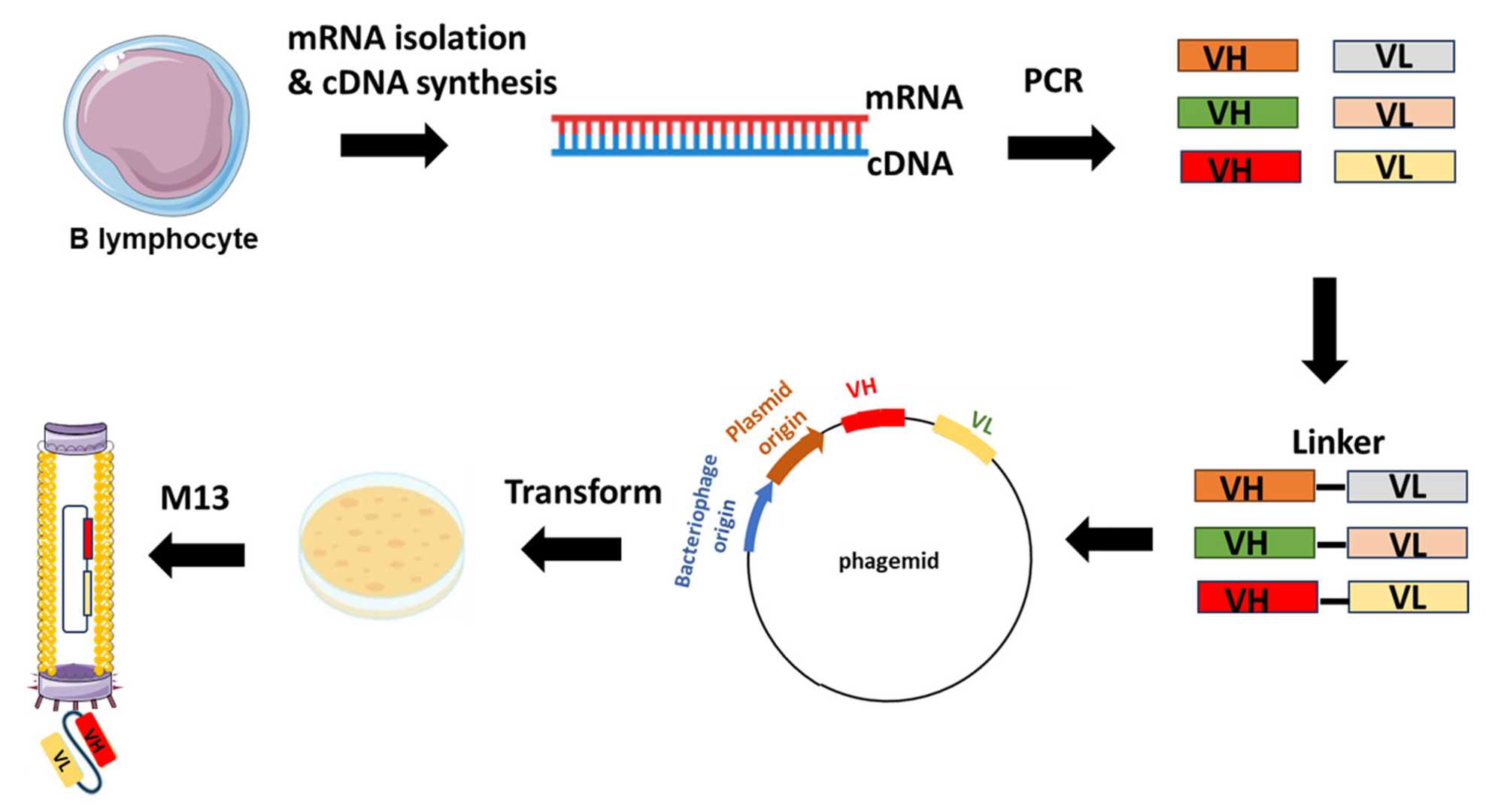 ファージディスプレイ関連キット(ペプチドライブラリ・抗体ライブラリ) | 株式会社バイオロジカ