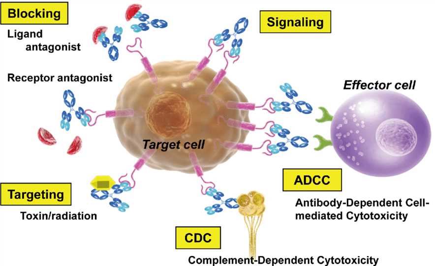 Receptor Antagonist