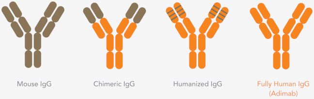 Humanized Monoclonal Antibodies
