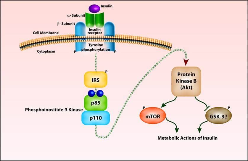 Tyrosine Kinase Receptor Insulin