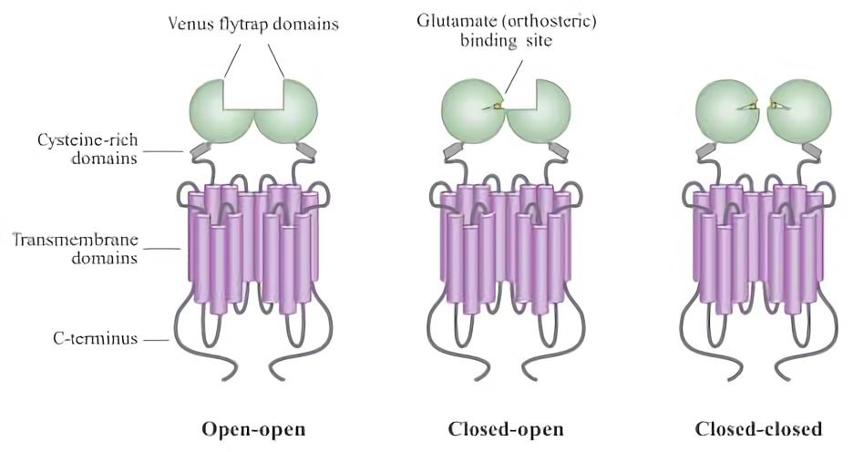 Glutamate Receptor Structure