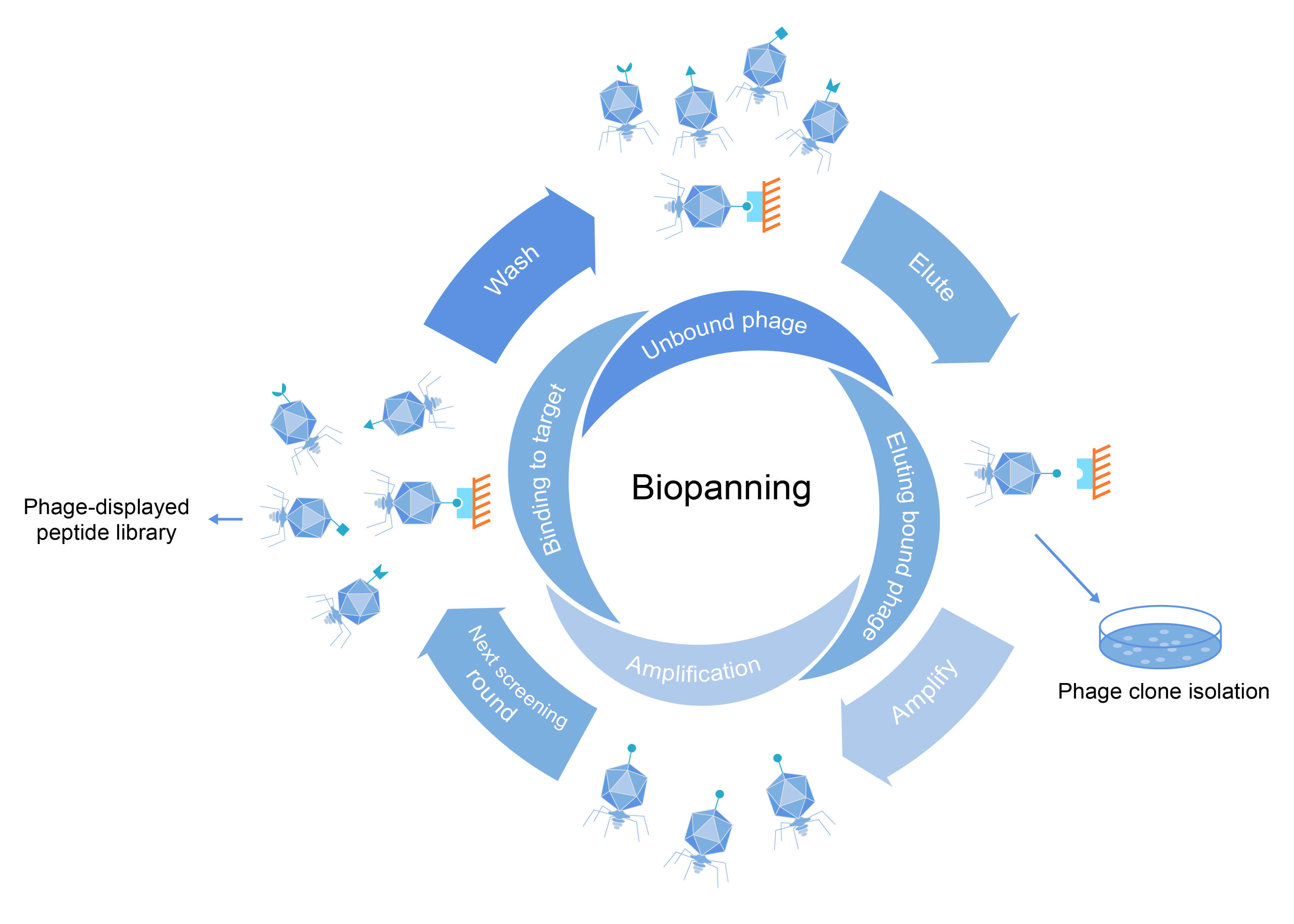 Phage Library Construction