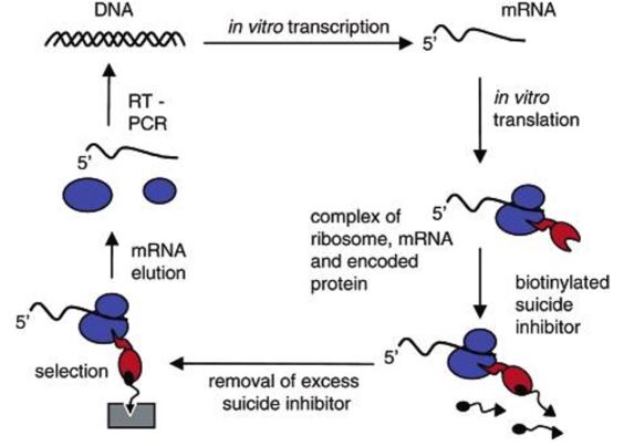 Ribosome Enzyme
