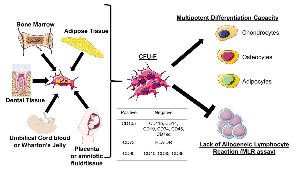Mesenchymal Stem Cells