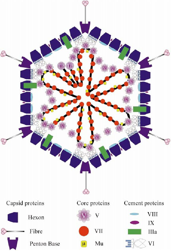 Adenovirus Type 4 and Type 7 Vaccine - Creative Biolabs