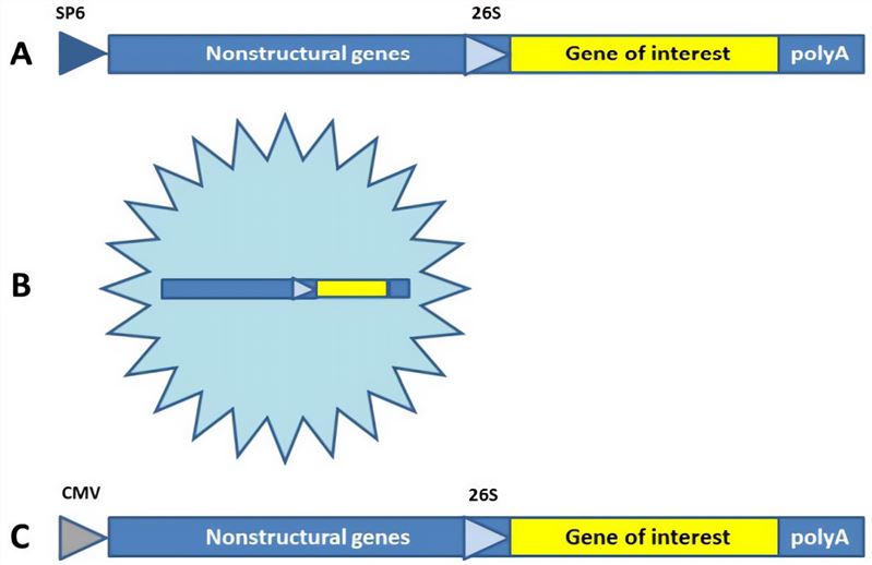 Alphavirus as Vaccine-vectors - Creative Biolabs