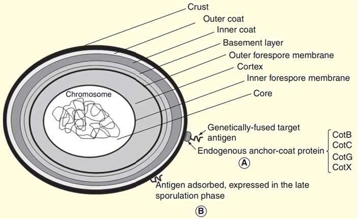 Bacillus subtilis as Vaccine-vectors - Creative Biolabs