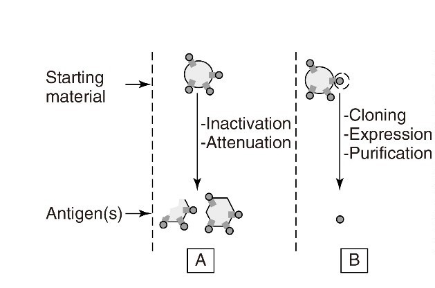 Bacterial Expression System for Vaccine Production - Creative Biolabs