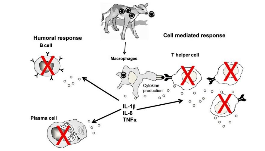 Bovine Viral Diarrhea Virus Vaccine - Creative Biolabs