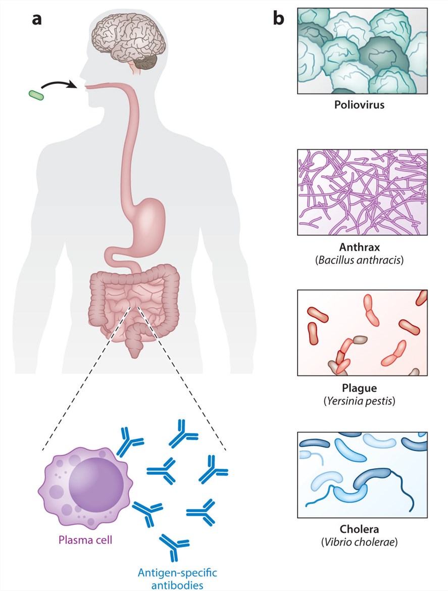 Chloroplast Genetic Engineering System for Vaccine Production ...
