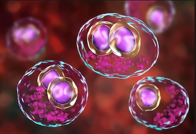 Cytomegalovirus (CMV) as Vaccine-vectors - Creative Biolabs