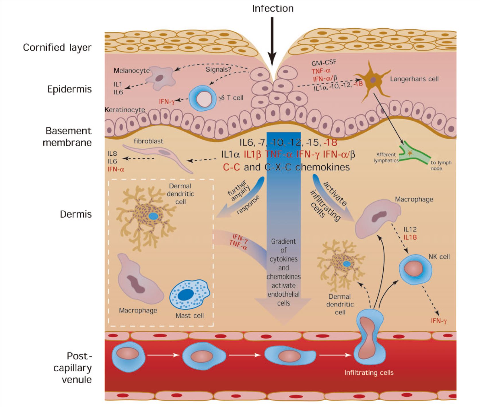 Ectromelia Virus Vaccine - Creative Biolabs