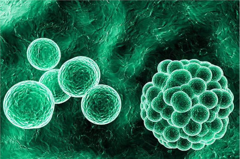 Vaccines for Infectious Pancreatic Necrosis Virus - Creative Biolabs