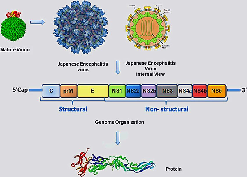 Japanese Encephalitis Virus Vaccine - Creative Biolabs