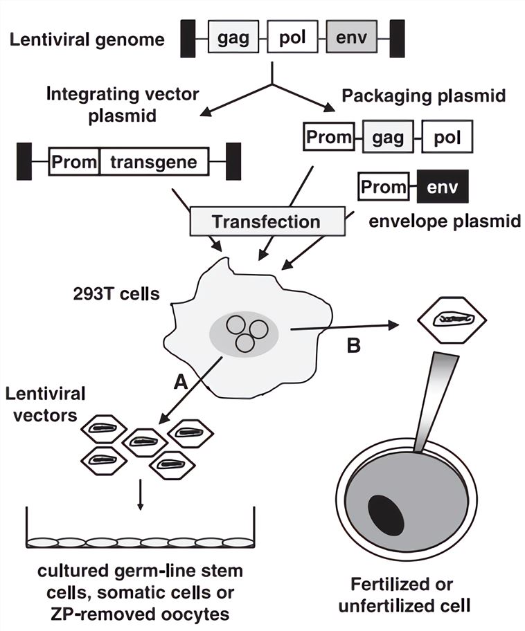 Lentivirus as Vaccine-vectors - Creative Biolabs