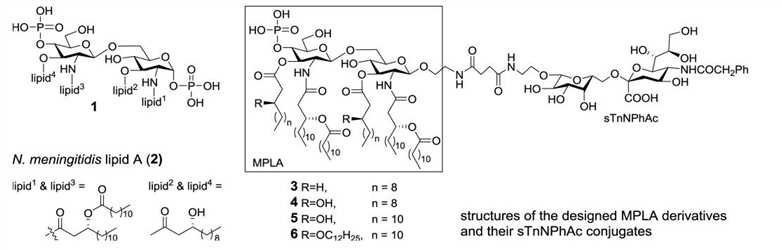 Monophosphoryl Lipid A (MPLA) as Vaccine Adjuvant - Creative Biolabs