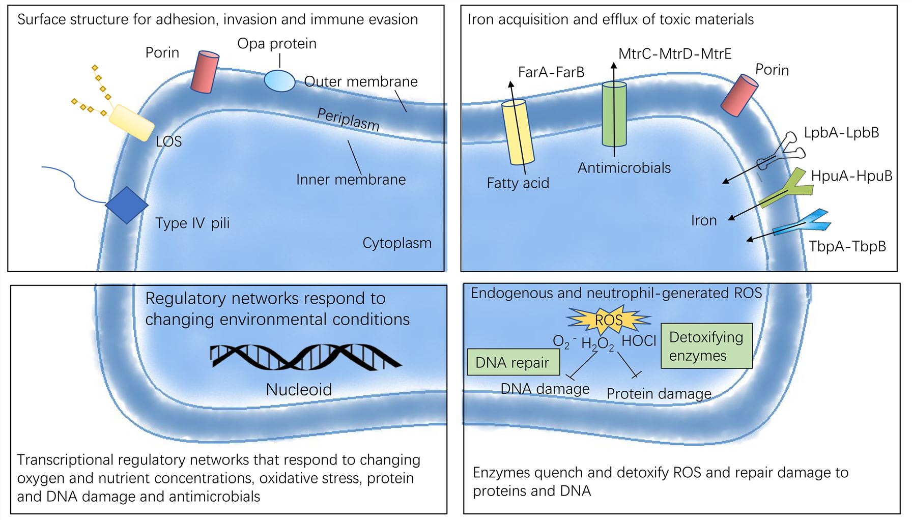 Neisseria Gonorrhoeae Bacteria Structure