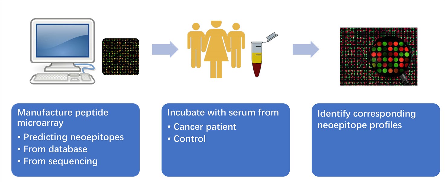 Peptide Microarray in Cancer Neoepitope Discovery - Creative Biolabs