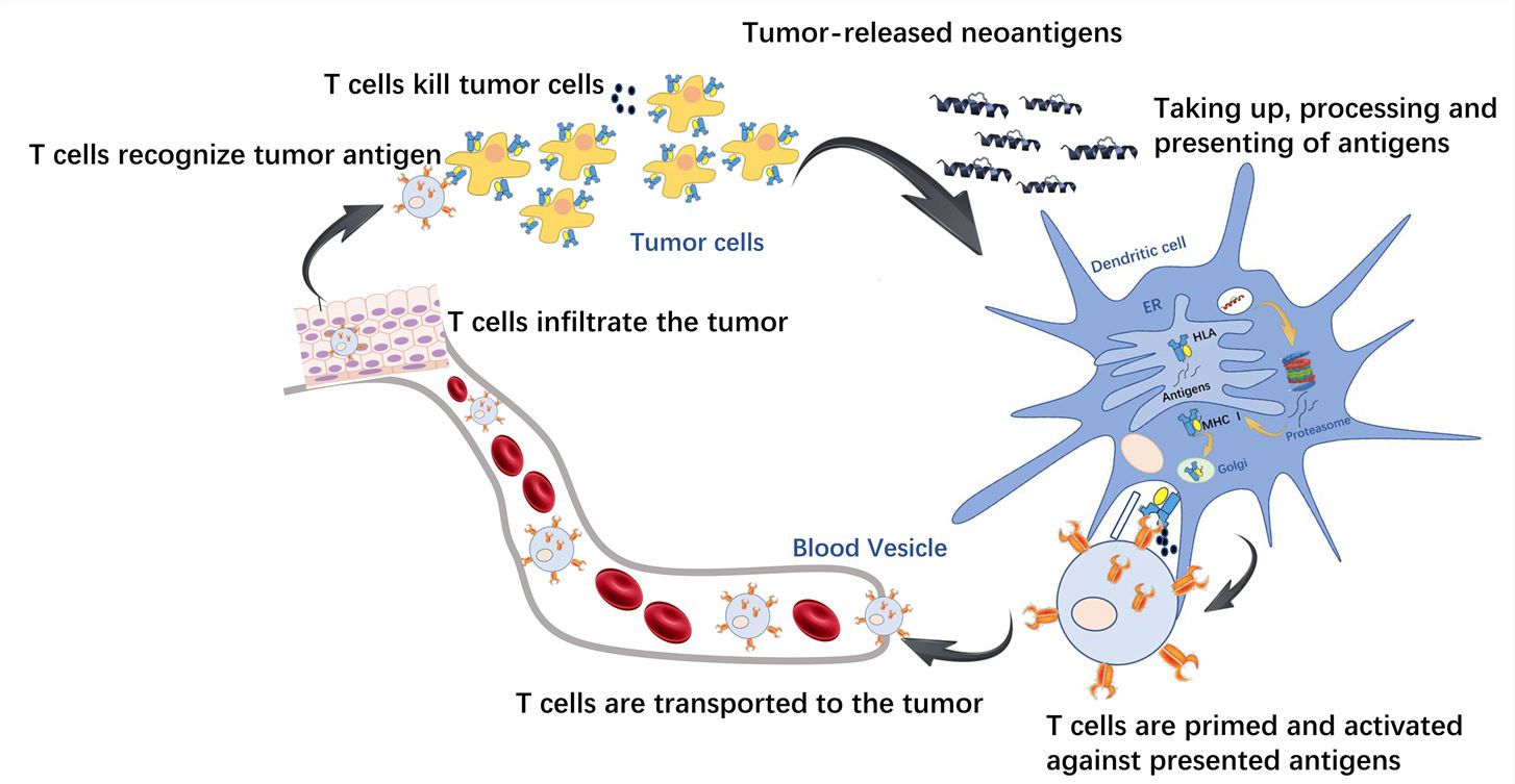 Personalized Neoantigen Cancer Vaccine - Creative Biolabs