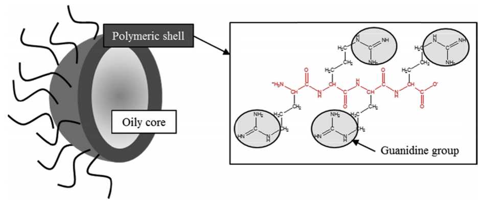 Polyarginine-Mediated Protein/Peptide Delivery Platform - Creative Biolabs
