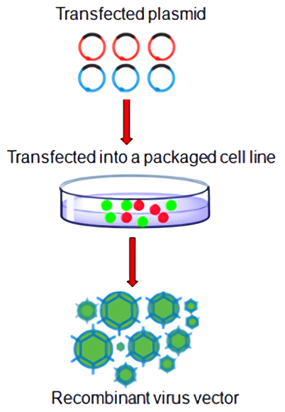 Retrovirus as Vaccine-vectors - Creative Biolabs