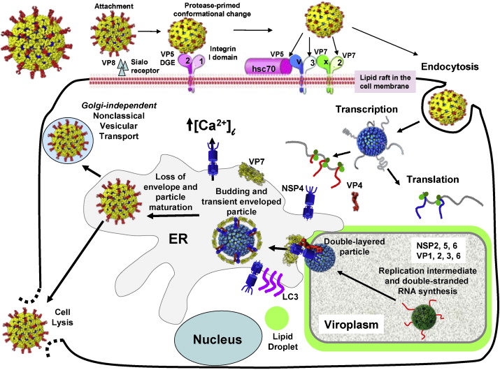 Rotavirus Vaccines - Creative Biolabs