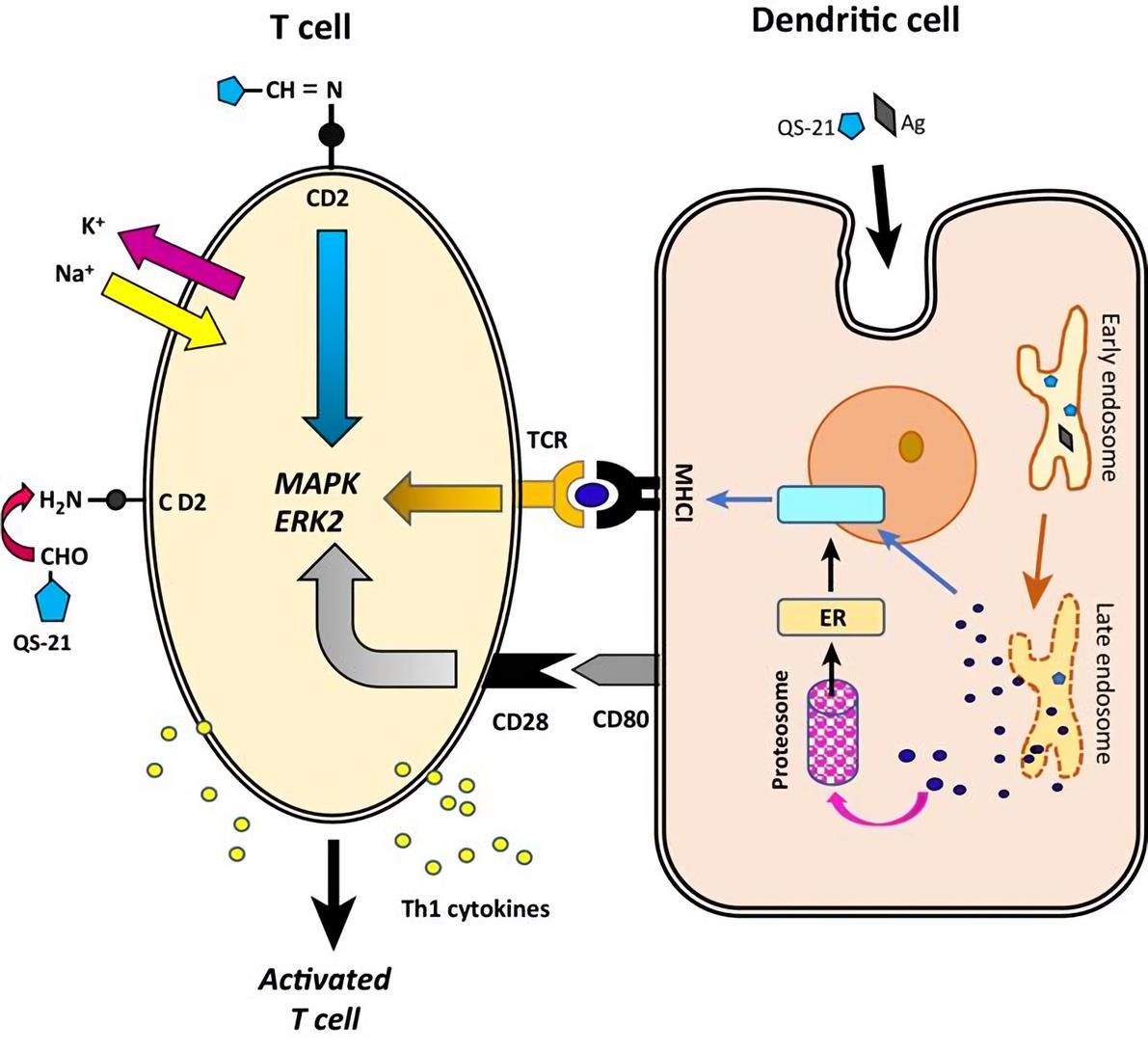 Saponin Adjuvant - Creative Biolabs