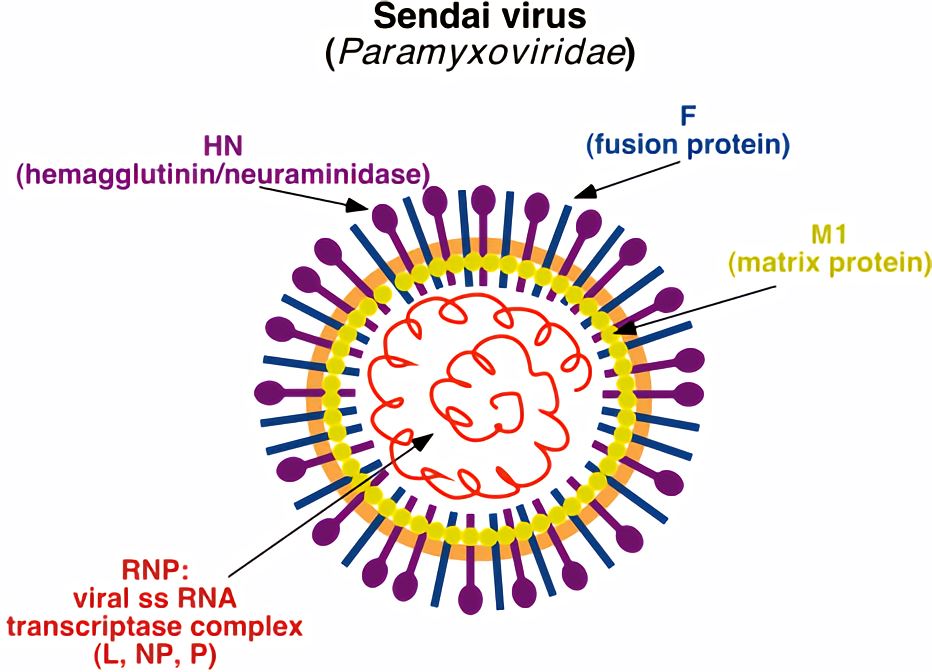 Sendai Virus (SeV) as Vaccine-vectors - Creative Biolabs