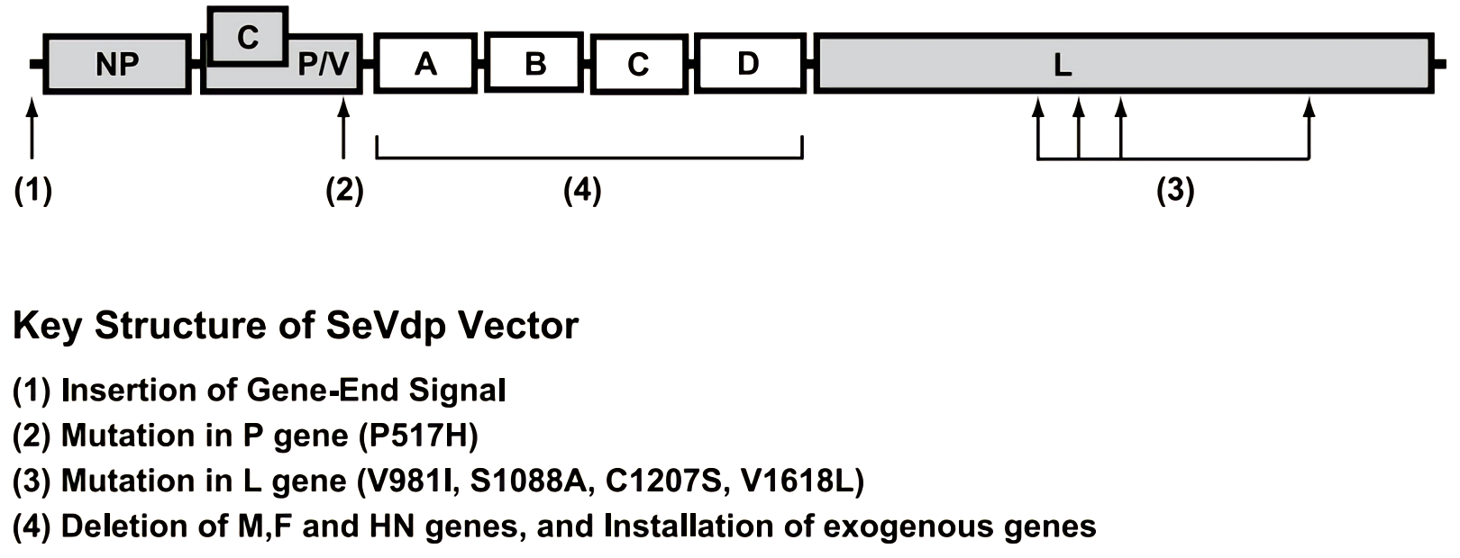Sendai Virus (SeV) as Vaccine-vectors - Creative Biolabs