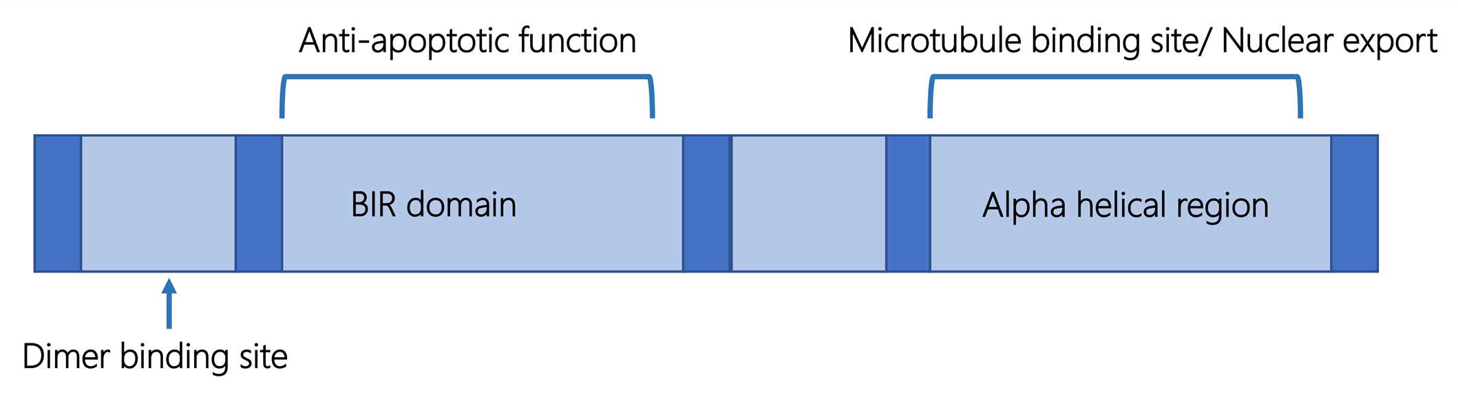 Survivin-targeted Immunotherapeutic Cancer Vaccine - Creative Biolabs
