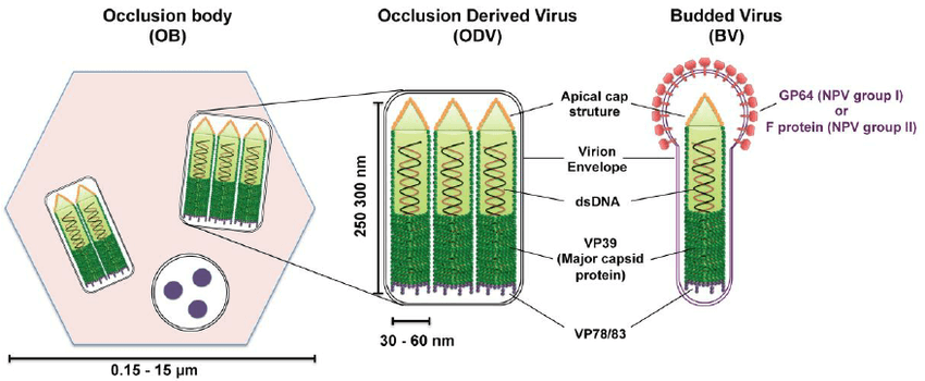 Suspension Culture of Insect Cells for Subunit Vaccine Production ...