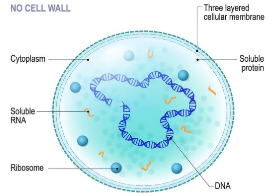 Vaccines for Bacteria from Mycoplasma Family - Creative Biolabs ...