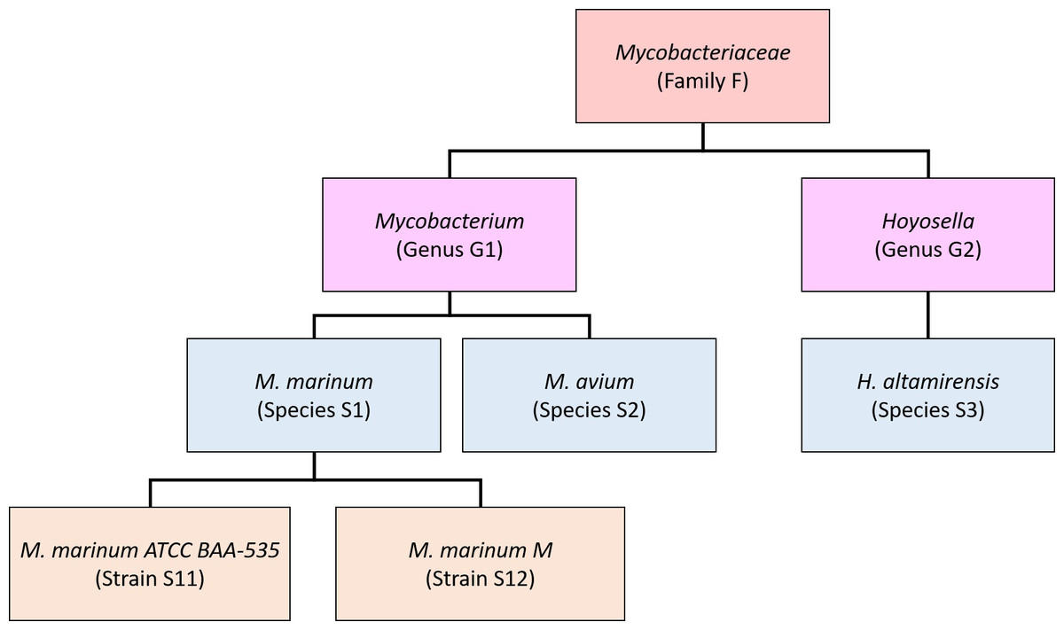 Vaccines for Bacteria from Mycobacteriaceae Family - Creative Biolabs