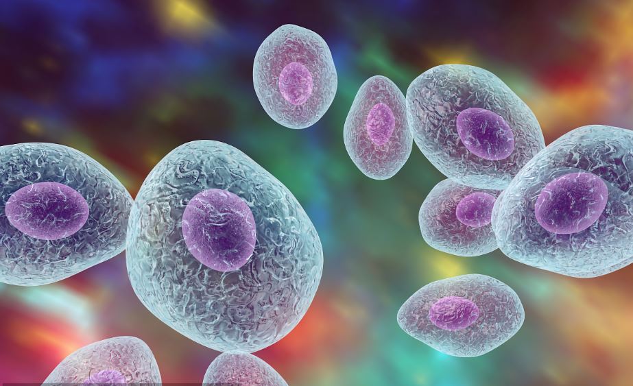 Rickettsiae Microorganisms