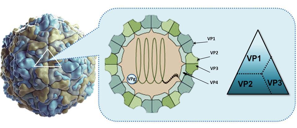 Vaccines for Virus from Picornaviridae Family - Creative Biolabs
