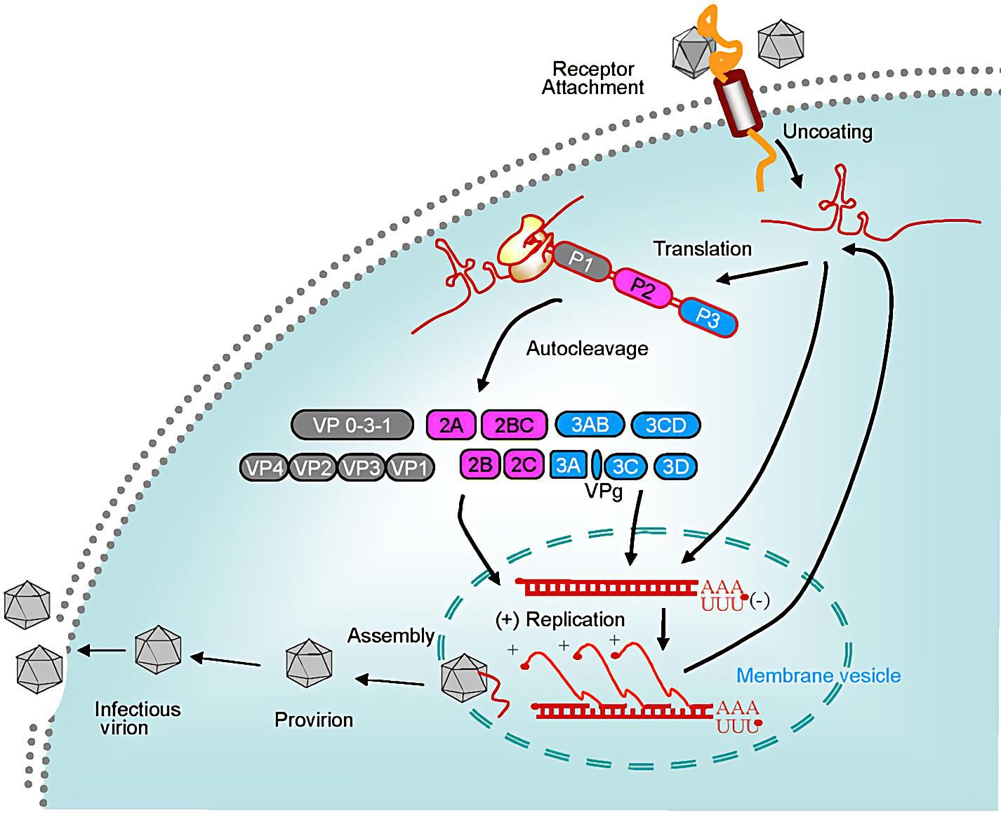 Vaccines for Virus from Picornaviridae Family - Creative Biolabs