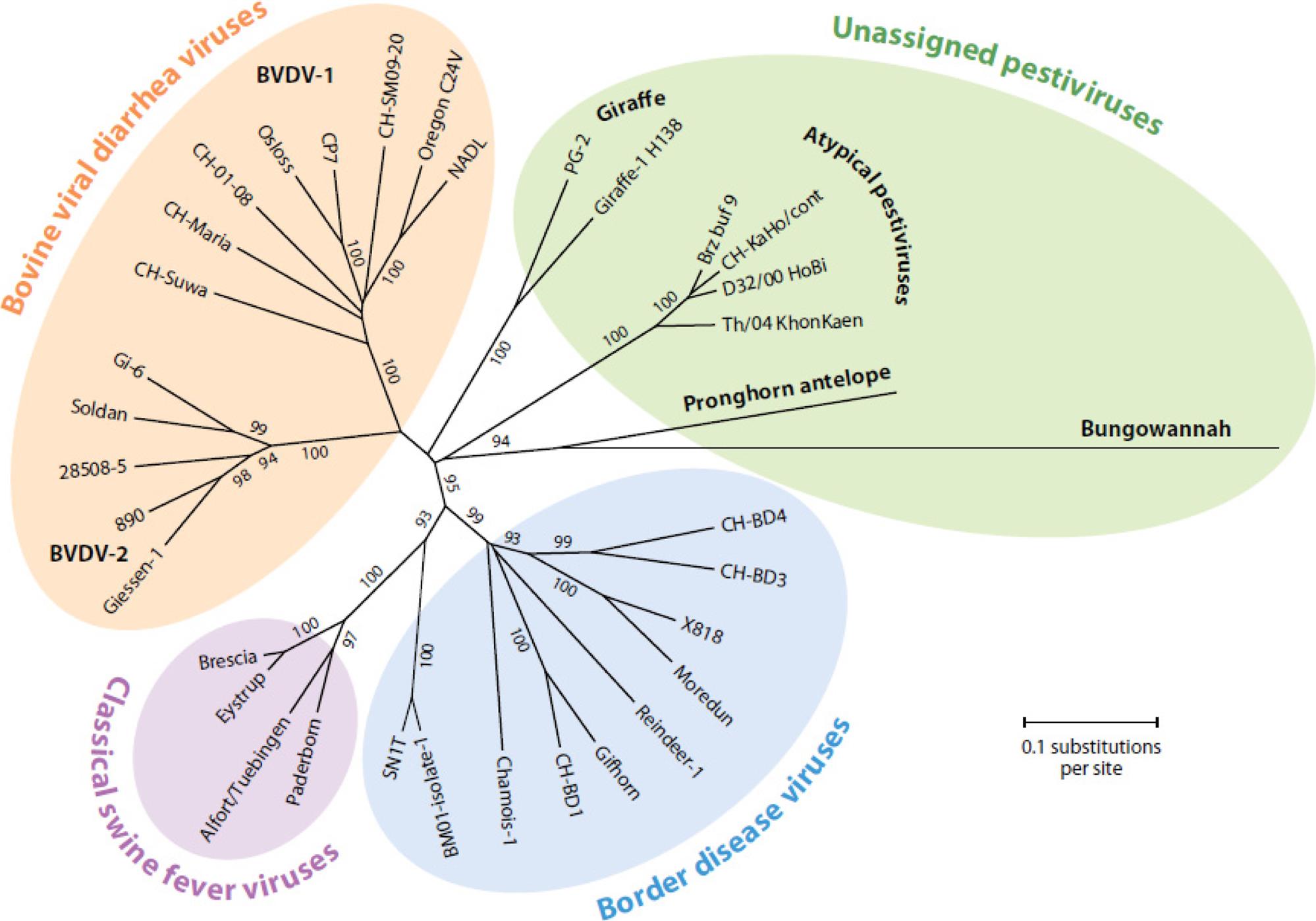 Vaccines for Virus from Flaviviridae Family - Creative Biolabs