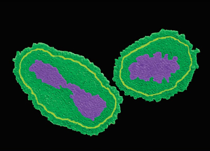 Vaccinia Virus (VACV or VV) as Vaccine-vectors - Creative Biolabs